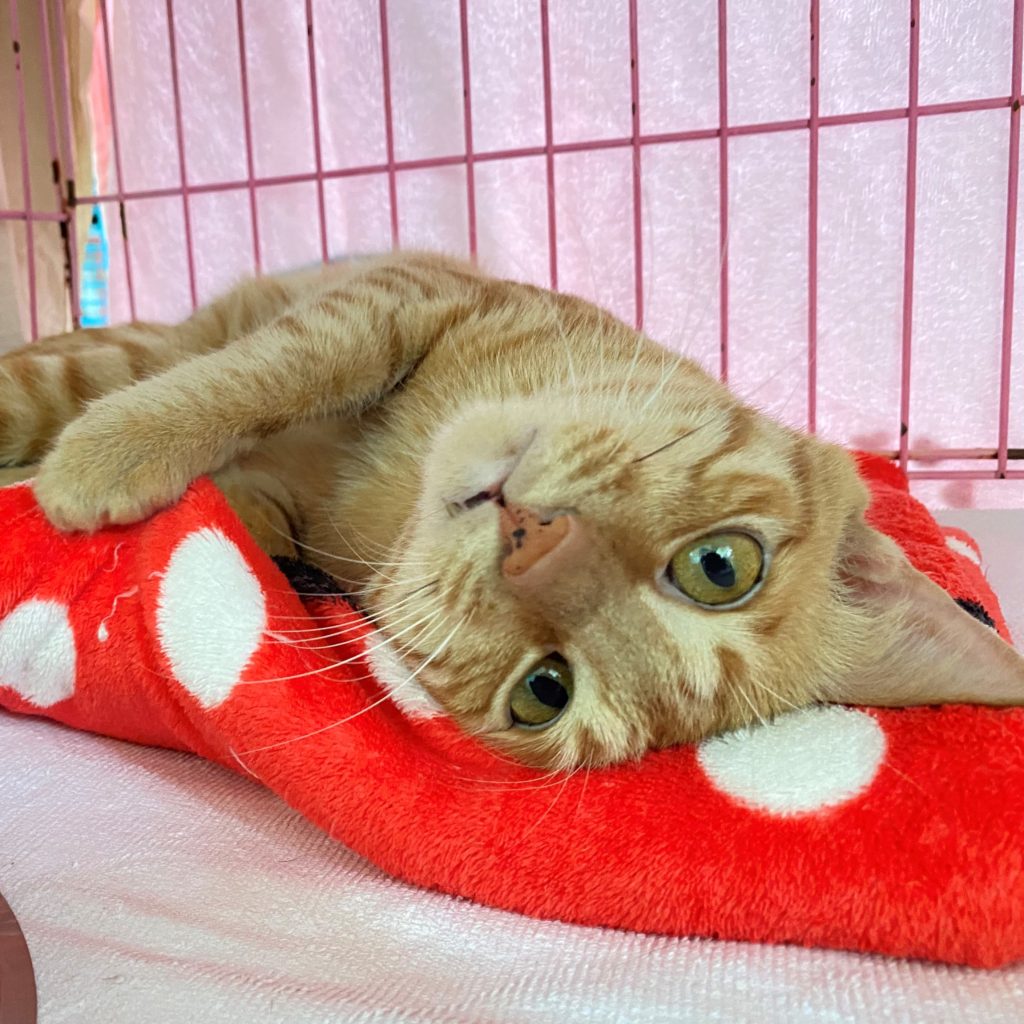 Anima Macau | Cats